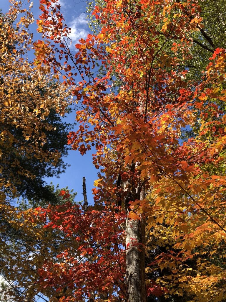 Michigan's 2020 Fall Foliage Forecast | Around Michigan