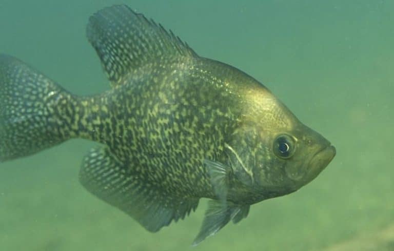 Most Common Fish Species in Lake Michigan | Around Michigan