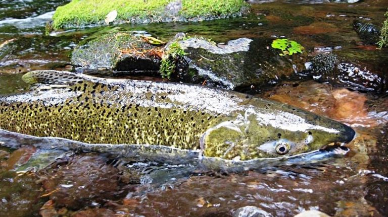 Most Common Fish Species in Lake Michigan | Around Michigan