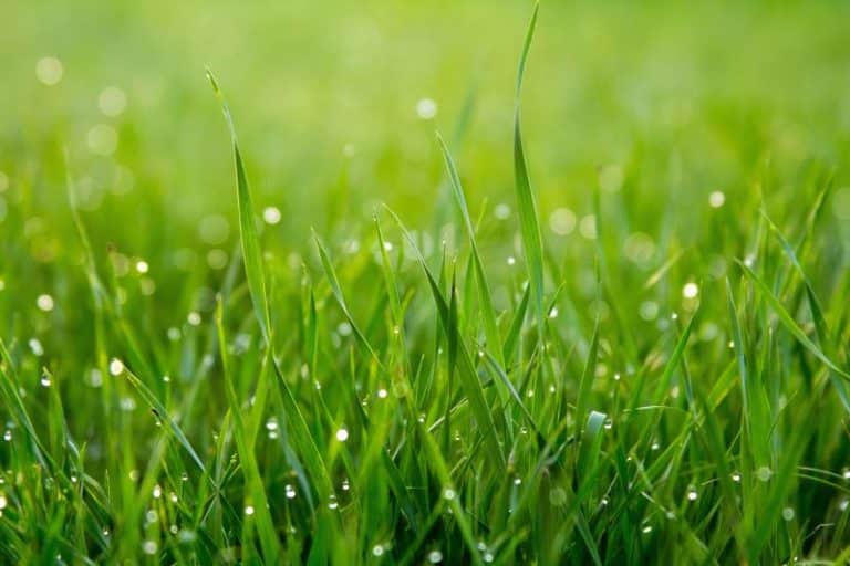 Best Grass Seed for Michigan Lawns : Overseeding, Grass Types