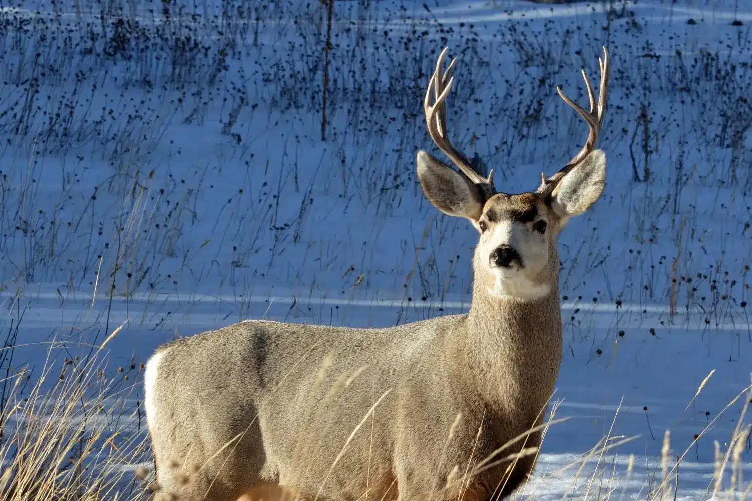 Can You Bait Deer in Michigan? A Guide For Hunters | Around Michigan